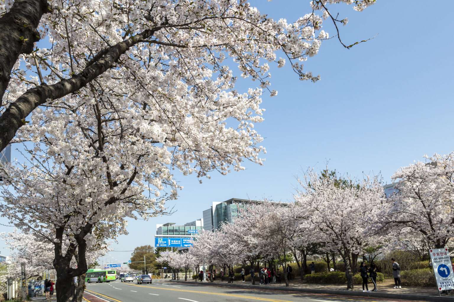 When and Where to See Cherry Blossom 2024 in Korea - Interesting Korea