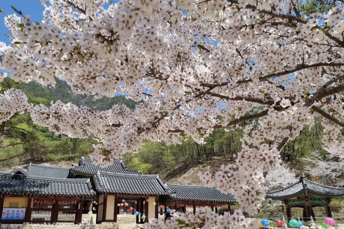 Cherry Blossoms in Korea 2025: A Spring Travel Guide - Interesting ...